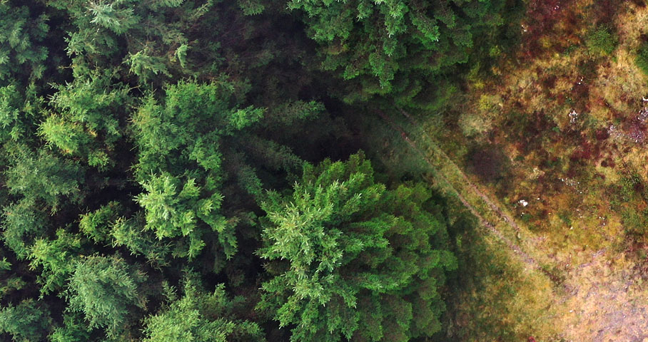 Putting sustainable forest management into practice - Gresham House IE