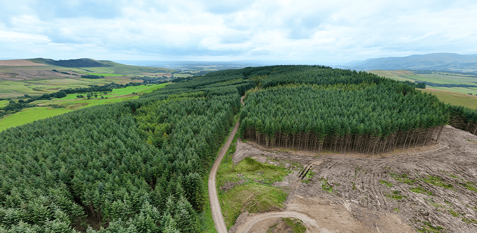 Global Timber Outlook 2025 - Gresham House JP