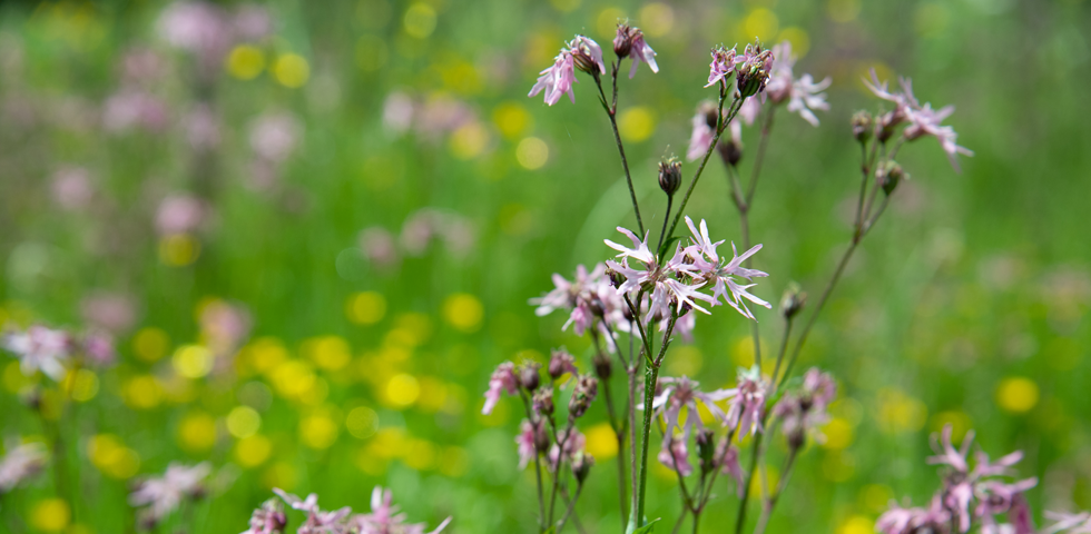 Investing in nature - Gresham House JP