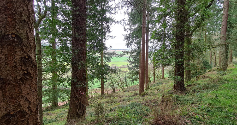 Ireland as a forestry destination - Gresham House ROW