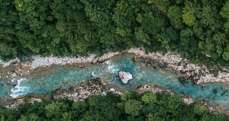 Investing in forestry: resilience & future growth prospects