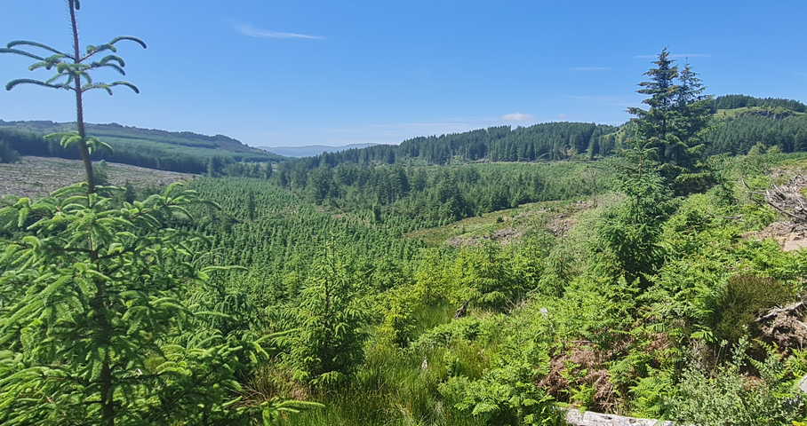 Forestry CIO newsletter - Gresham House Forestry CIO newsletter - Gresham House