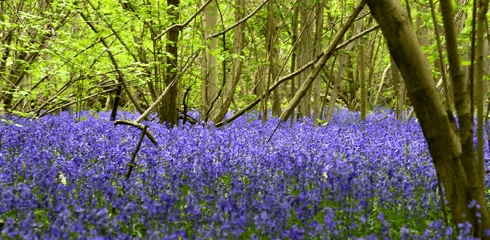 A guide to investing in natural capital