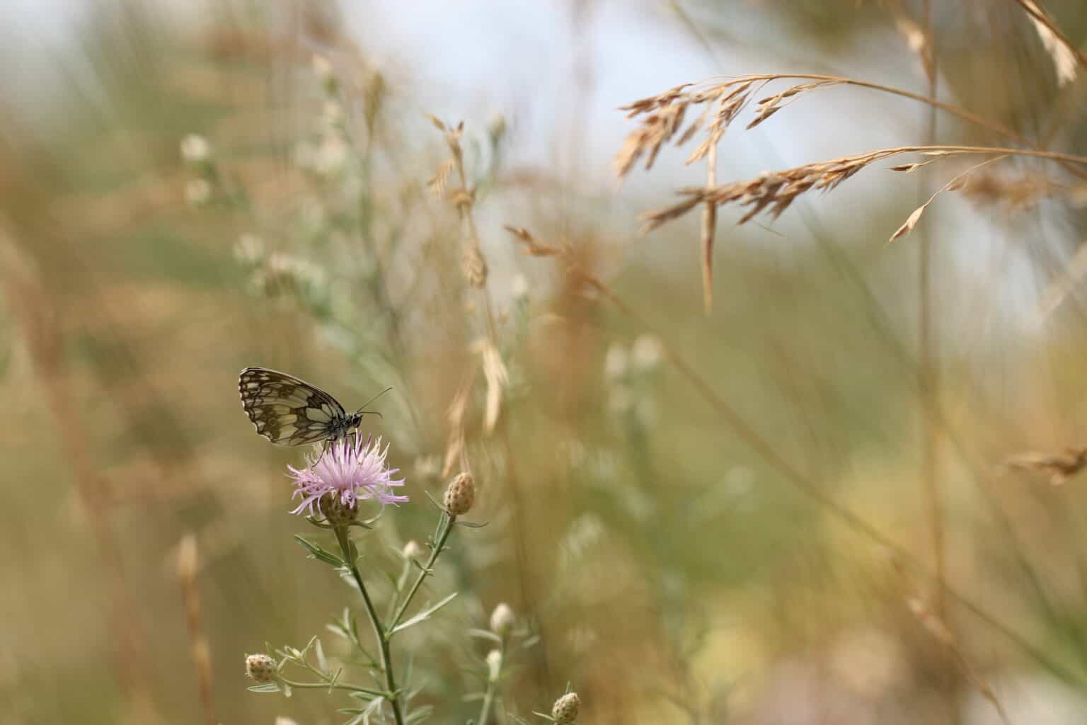 Natural capital investment - Gresham House